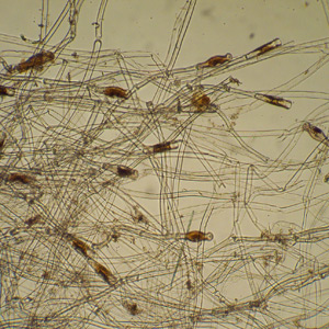 Didymo Warning by Byron Begley March 2009