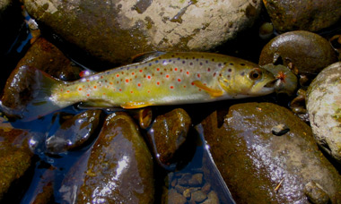 Fishing and Photography by Gary McCown October 2009